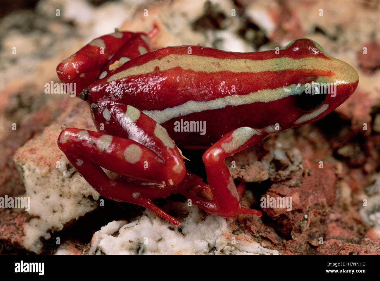 Phantasmal Poison Dart Frog (Epipedobates tricolor) near Cuenca ...