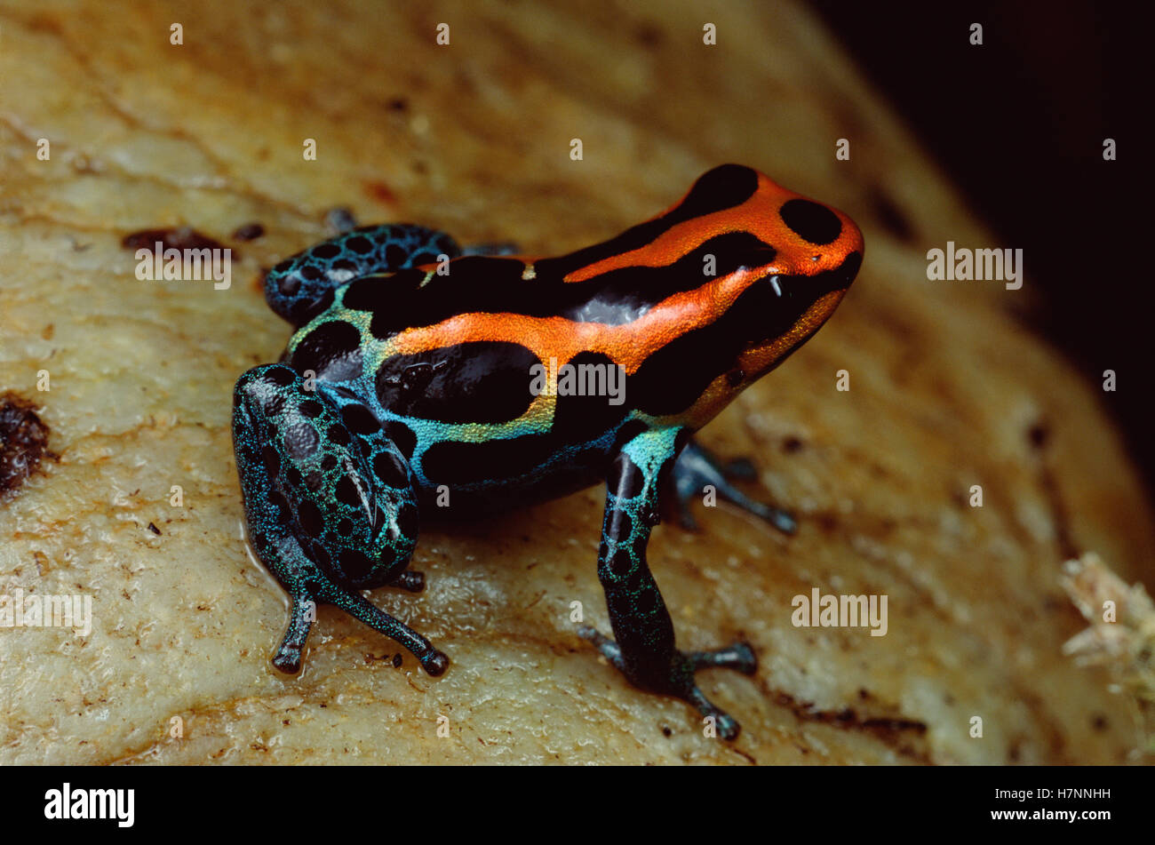 Rio Madeira Poison Frog (Dendrobates quinquevittatus) portrait ...