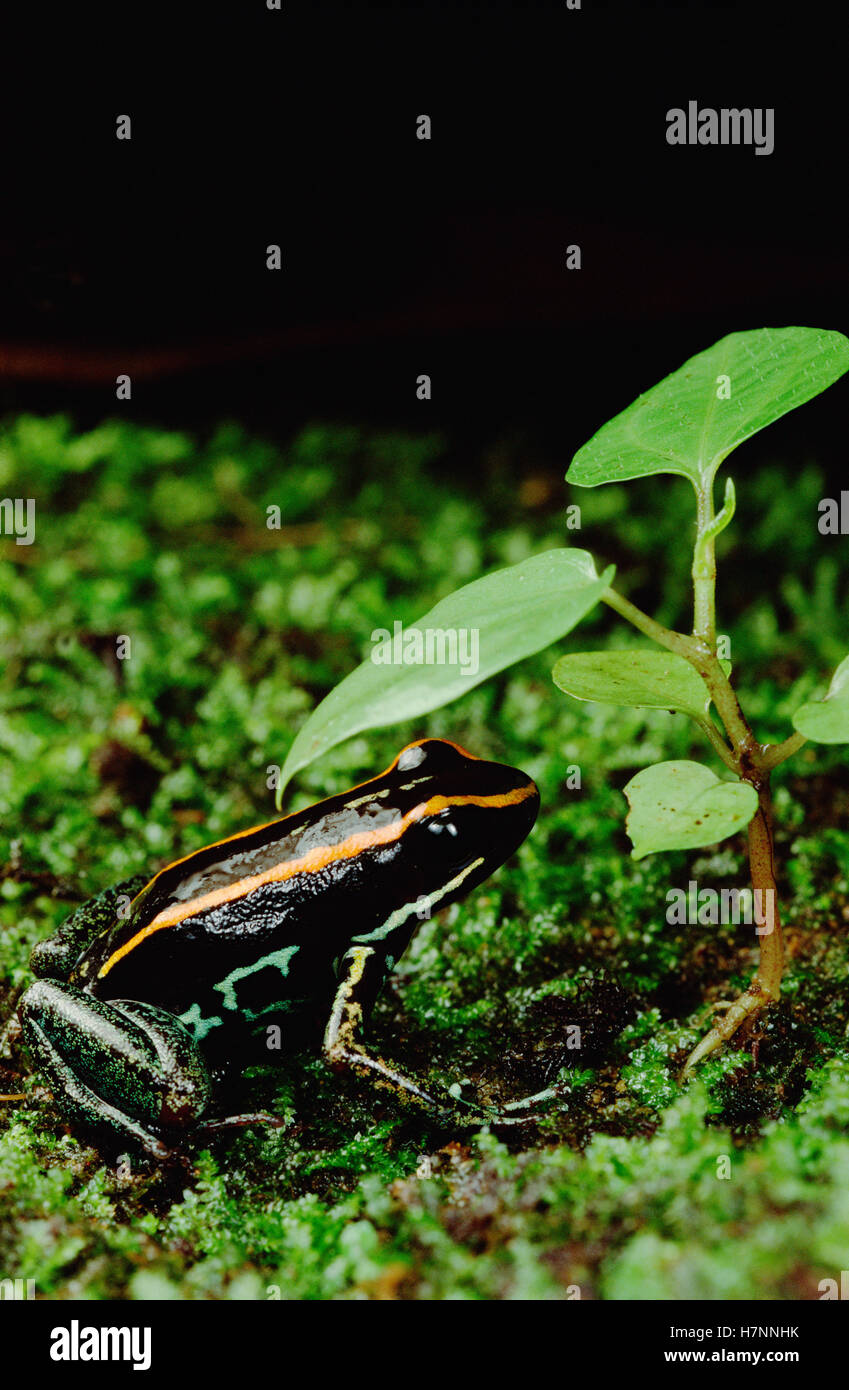 Golfodulcean Poison Frog (Phyllobates vittatus) resting on mossy forest ...