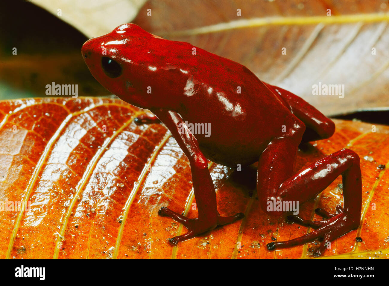 Splendid Poison Dart Frog (Dendrobates speciosus), Panama Stock Photo ...