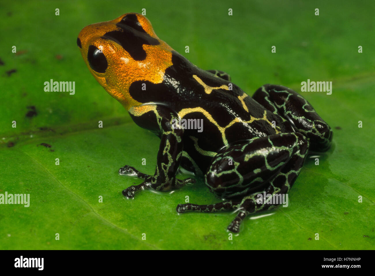 Red-headed Poison Frog (Dendrobates fantasticus), Amazonia, Ecuador ...