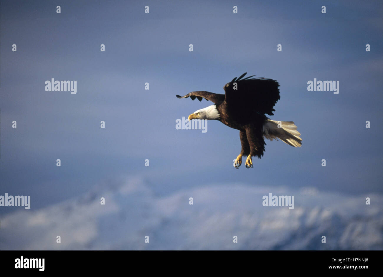Bald Eagle (Haliaeetus leucocephalus) flying, Alaska Stock Photo - Alamy