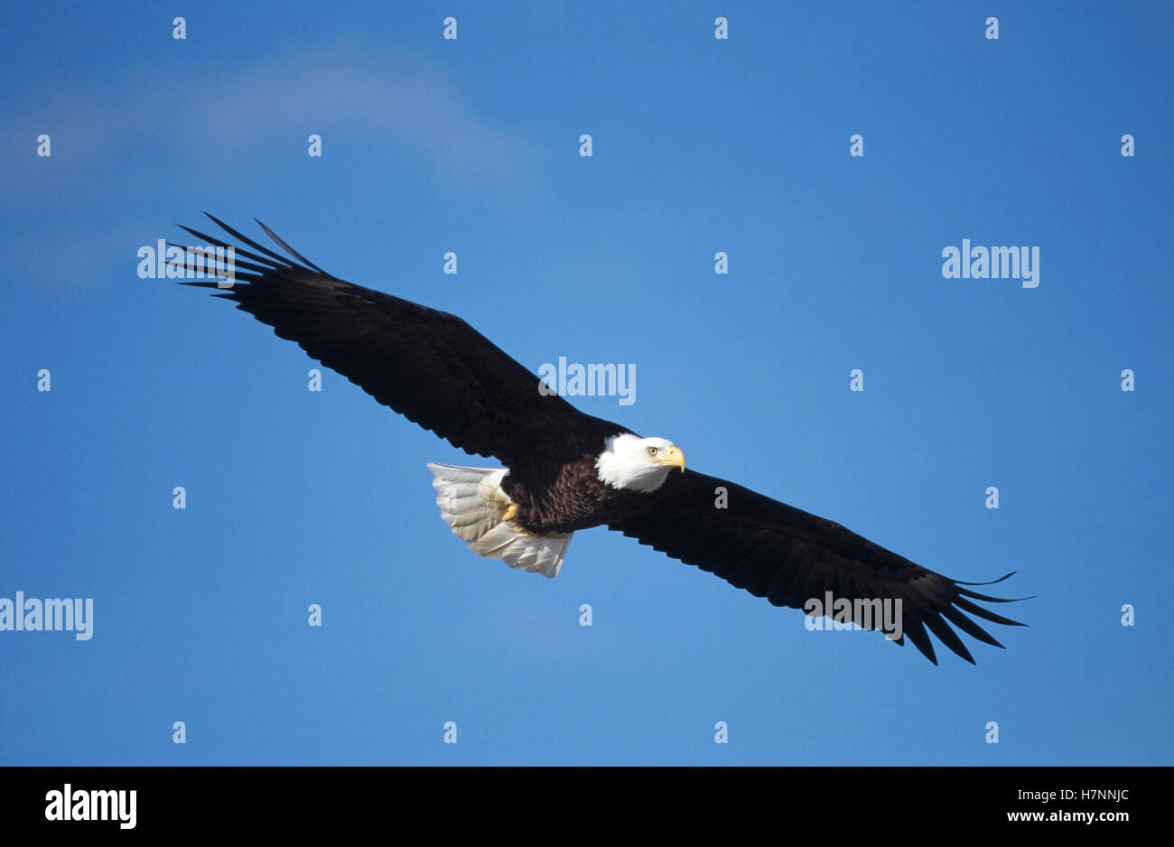 Bald Eagle (Haliaeetus leucocephalus) flying, Alaska Stock Photo - Alamy Bald Eagle (Haliaeetus leucocephalus) flying, Alaska Stock Photo - Alamy