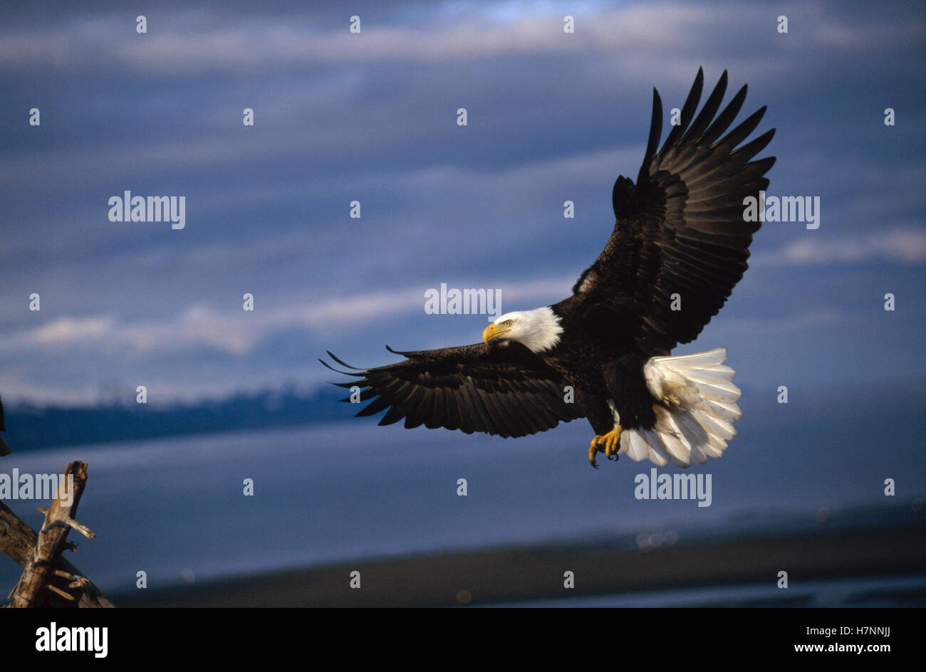 Bald Eagle (Haliaeetus leucocephalus) flying, Alaska Stock Photo - Alamy