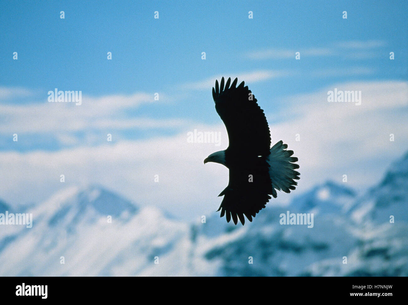 Bald Eagle (Haliaeetus leucocephalus) flying, Alaska Stock Photo - Alamy