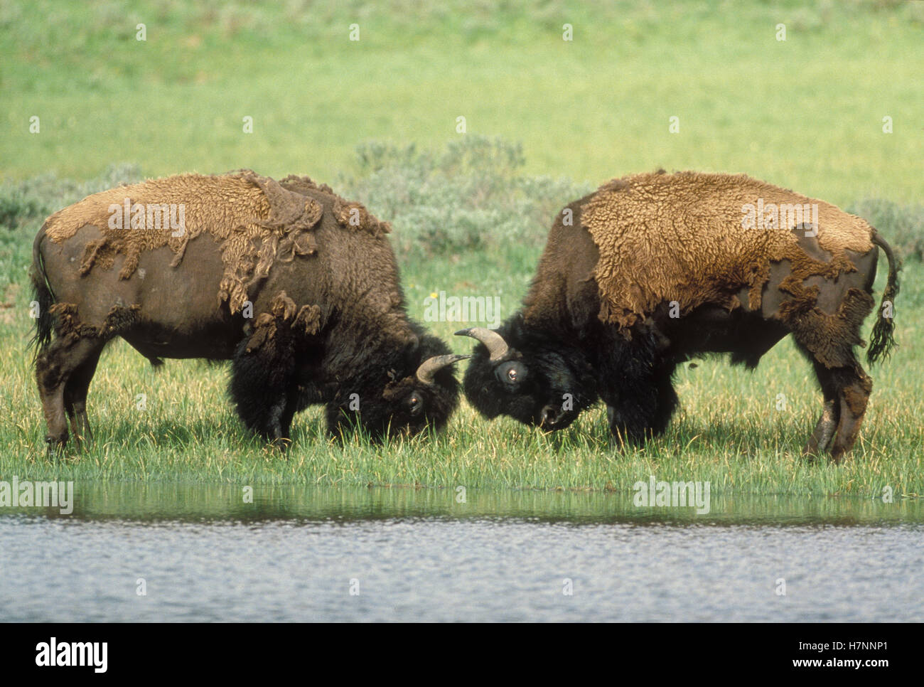 American Bison (Bison bison) two males fighting, Yellowstone National ...