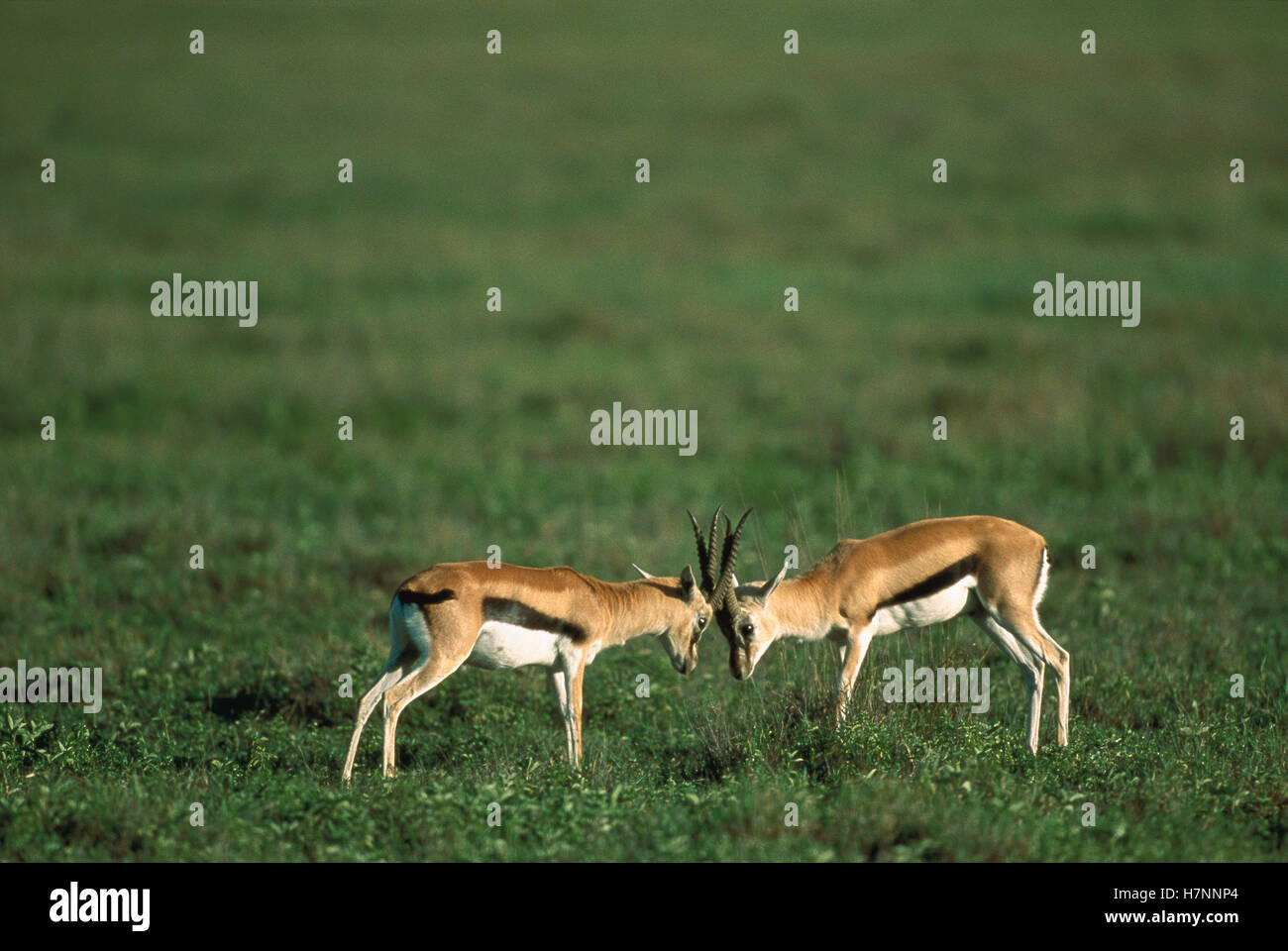 Thomson's Gazelle (Eudorcas thomsonii) males fighting, Masai Mara ...