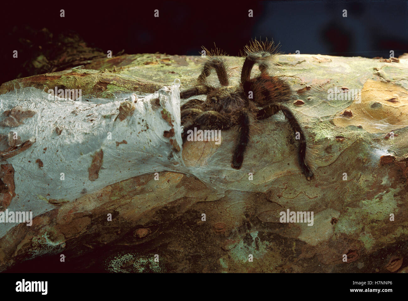 Tarantula (Theraphosidae) entering nest, Peru Stock Photo - Alamy