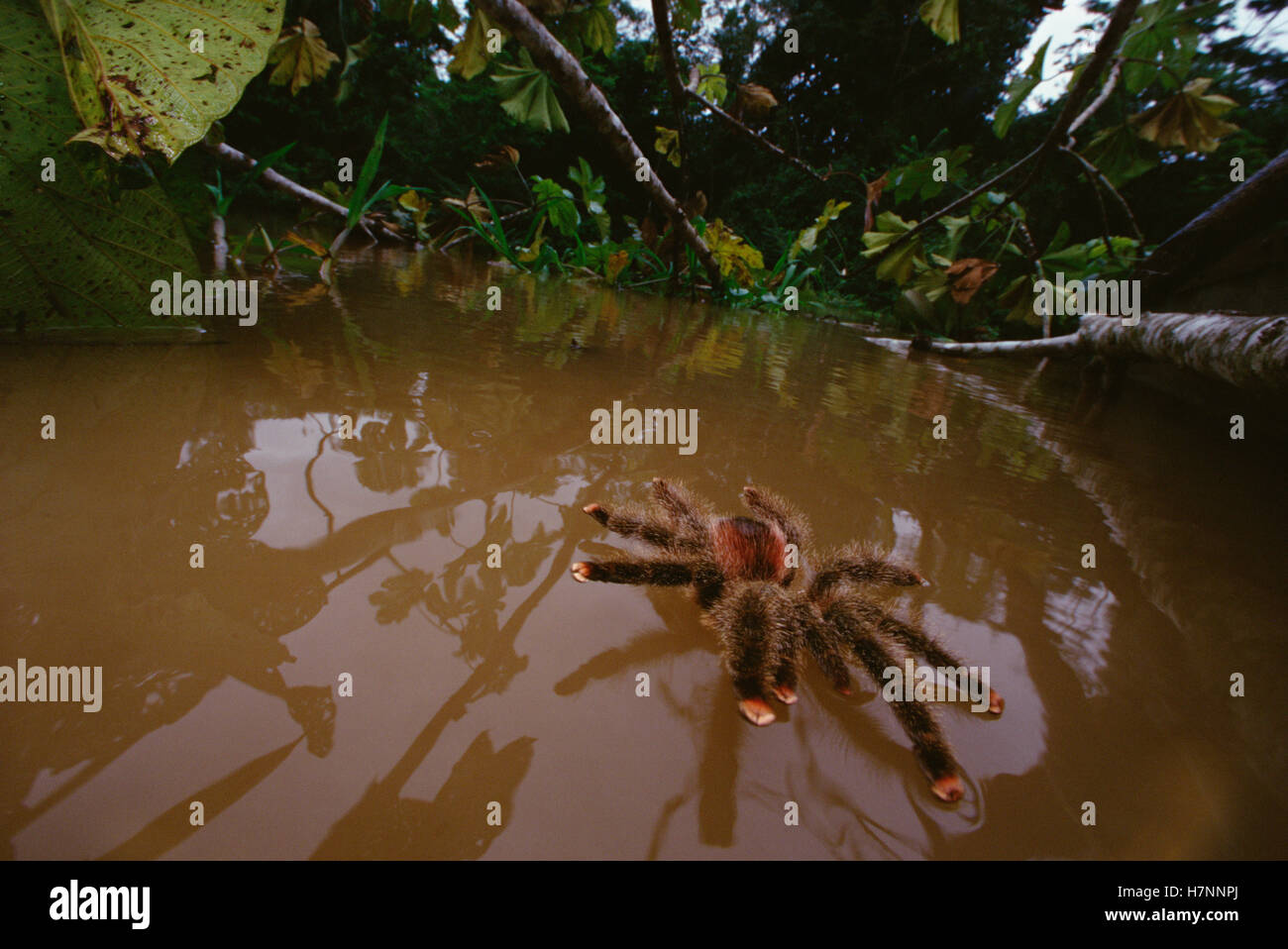 Peruvian Pinktoe Tarantula (Avicularia urticans) flooded from nest by ...
