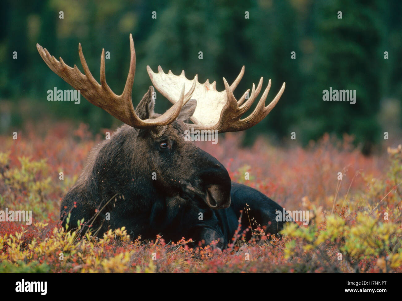 Alaska Moose (Alces alces gigas) male portrait, Denali National Park ...