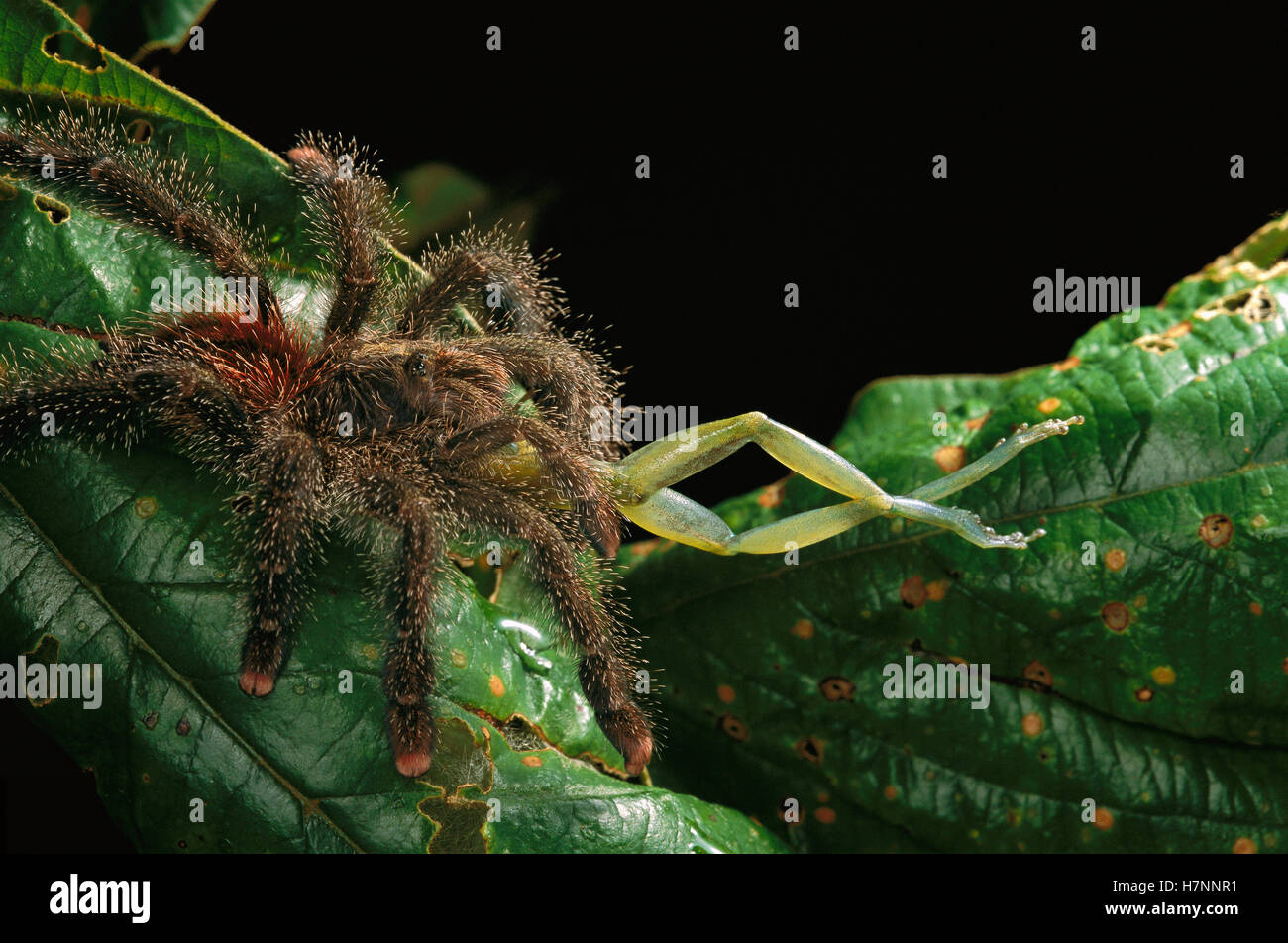 Peruvian Pinktoe Tarantula (Avicularia urticans) eating tree frog ...