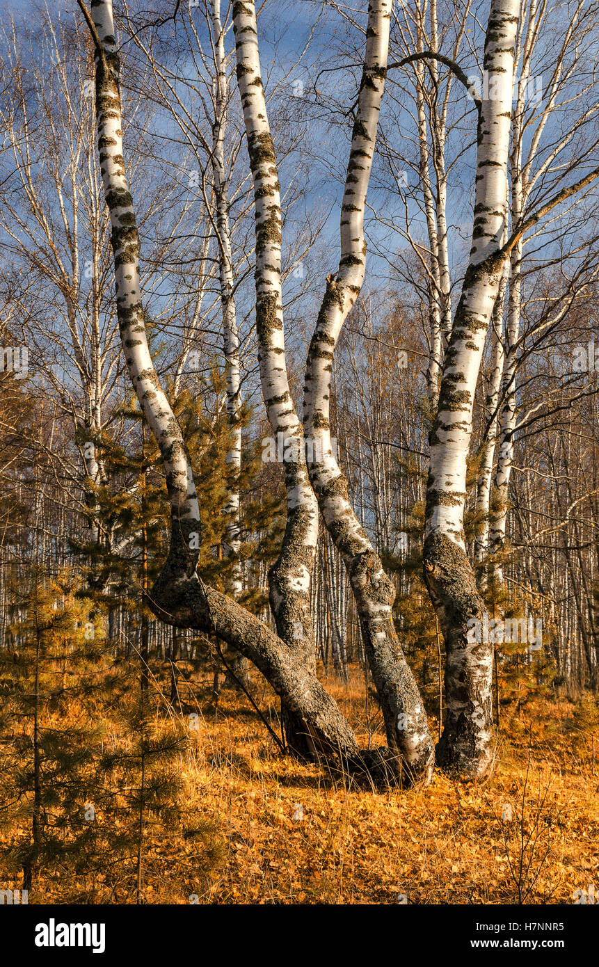 In autumn woods among birches in the woods of Russia Stock Photo - Alamy