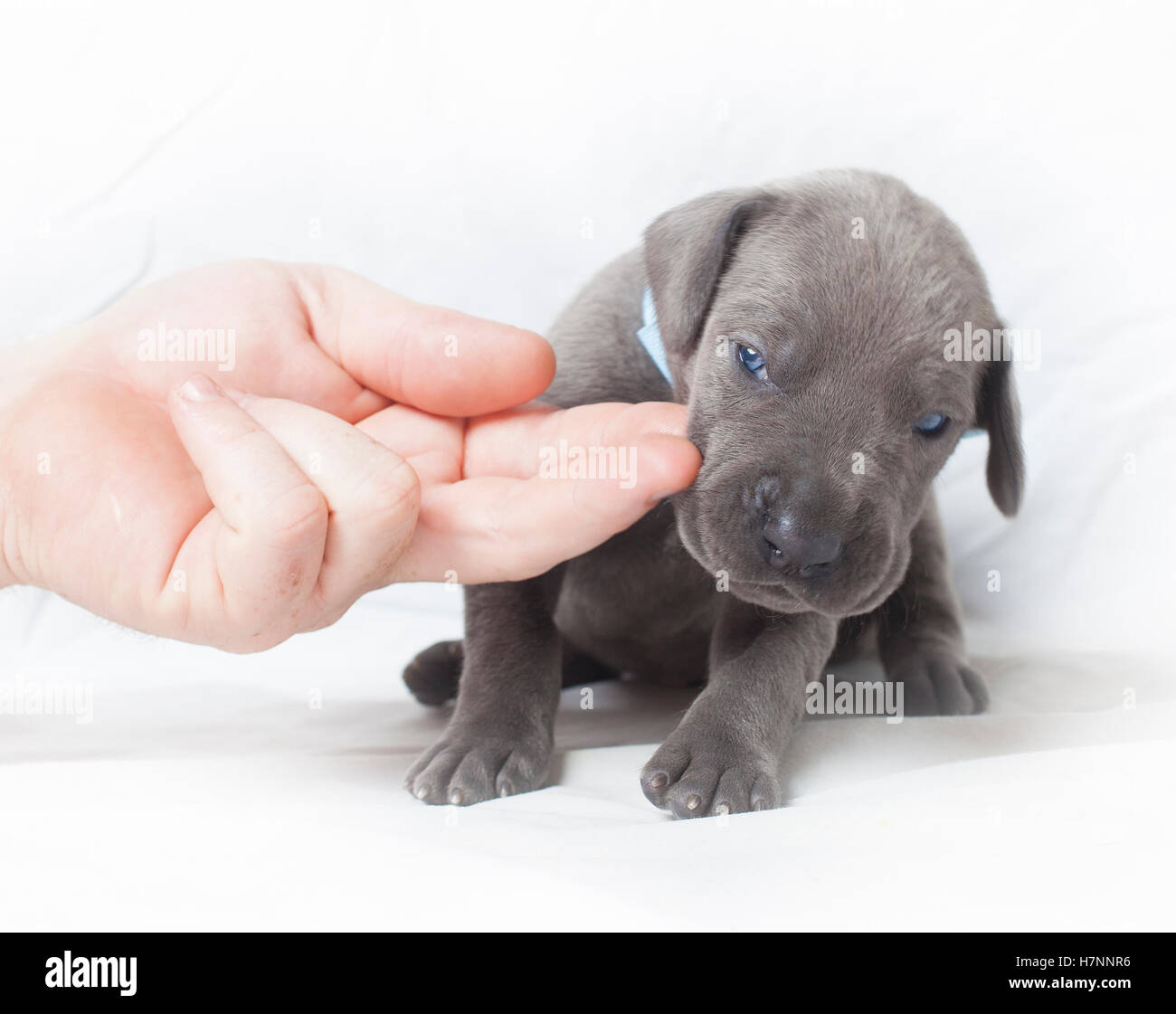 Purebred Great Dane watching a human hand very carefully Stock Photo ...