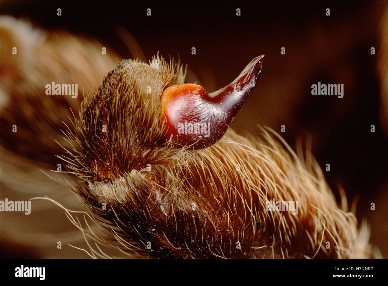 Tarantula (Theraphosidae) male's palps, special mouthparts used for ...