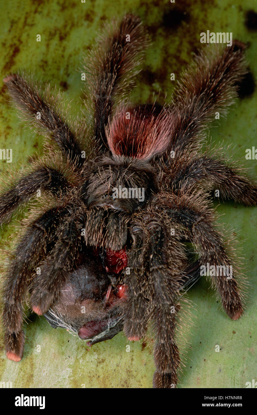 Tarantula (Avicularia sp) feeding on a bat, Rio Yarapa, Peru Stock ...