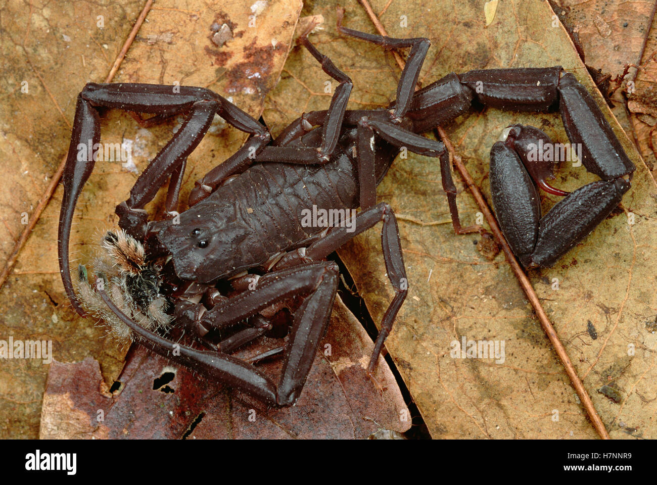 Tityus Scorpion eats baby Tarantula spider, Rio Momon, Peru Stock Photo ...