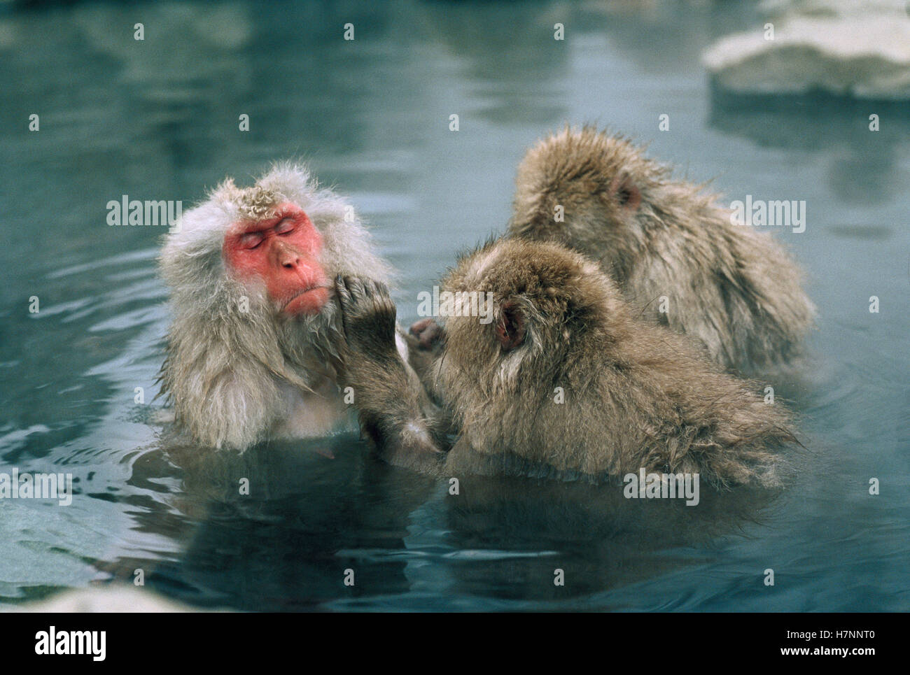 Japanese Macaque (Macaca fuscata) group grooming in hot spring, Japan ...