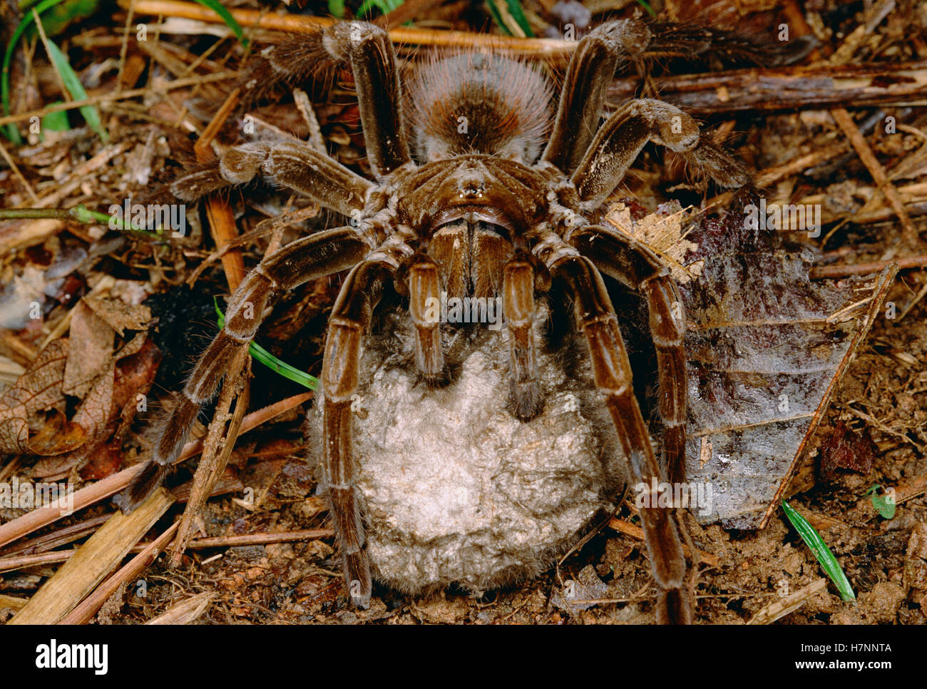Tarantula (Megaphobema sp) female holding egg sac, Iquitos, Peru Stock ...