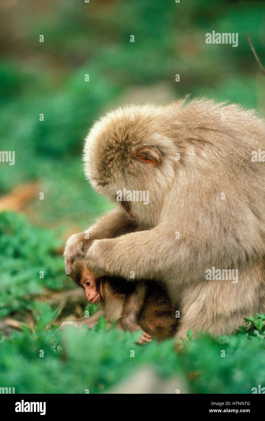 Japanese Macaque (Macaca fuscata) mother grooming baby, Japan Stock ...