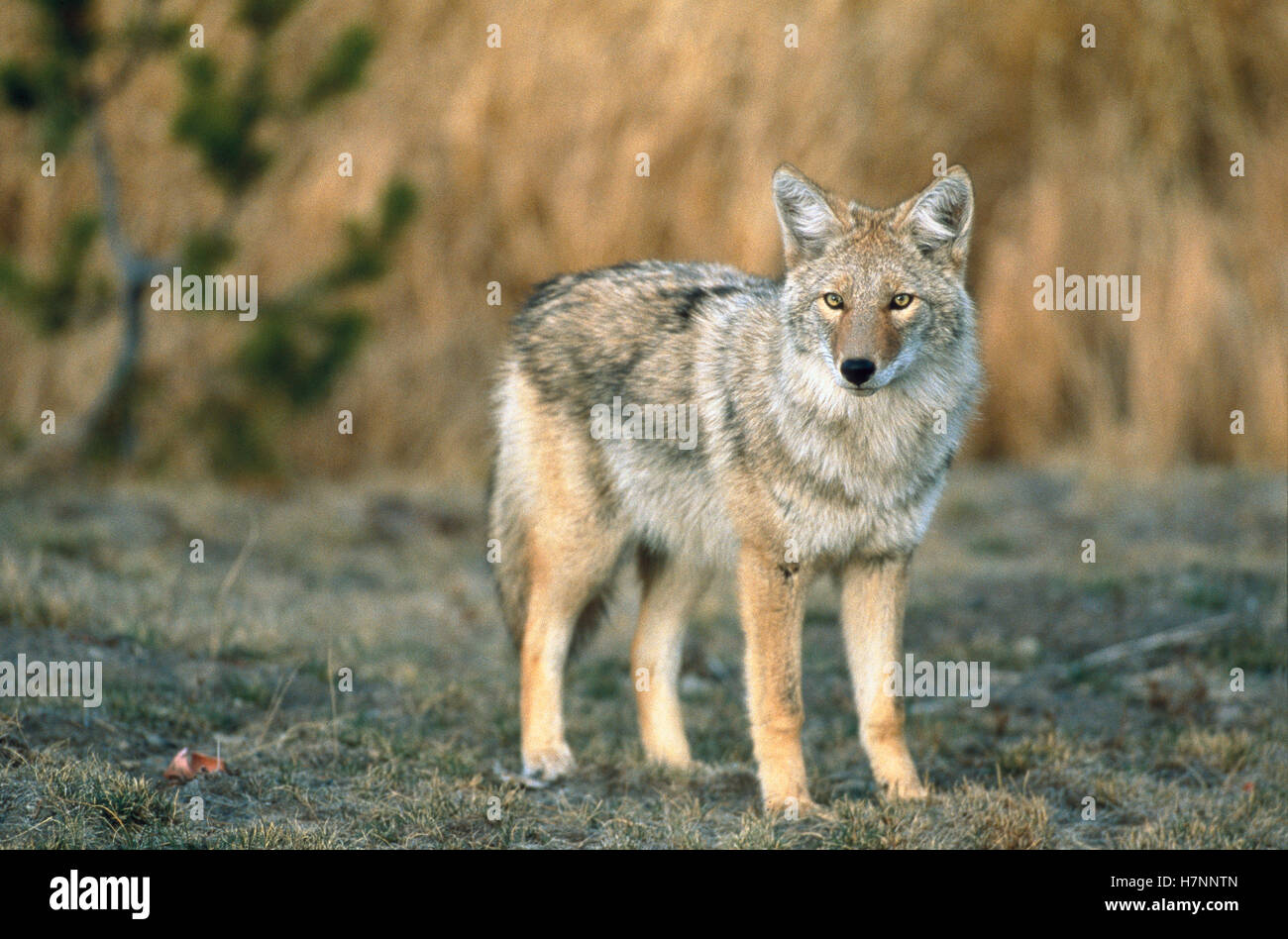 Coyote (Canis latrans) portrait, Yellowstone National Park, Wyoming Stock Photo - Alamy