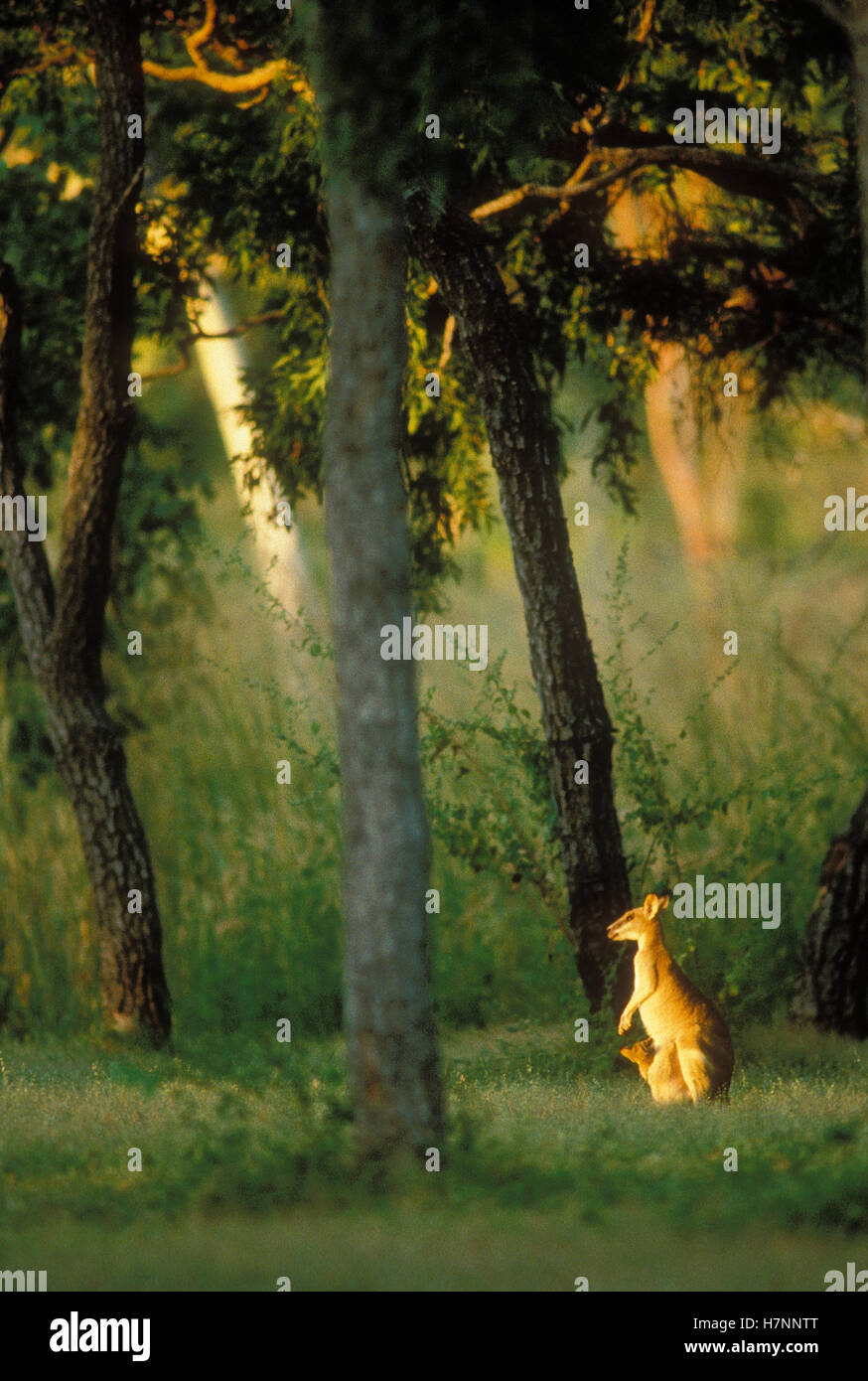 Red-necked Wallaby (Macropus sp) among trees, Tasmania, Australia Stock ...