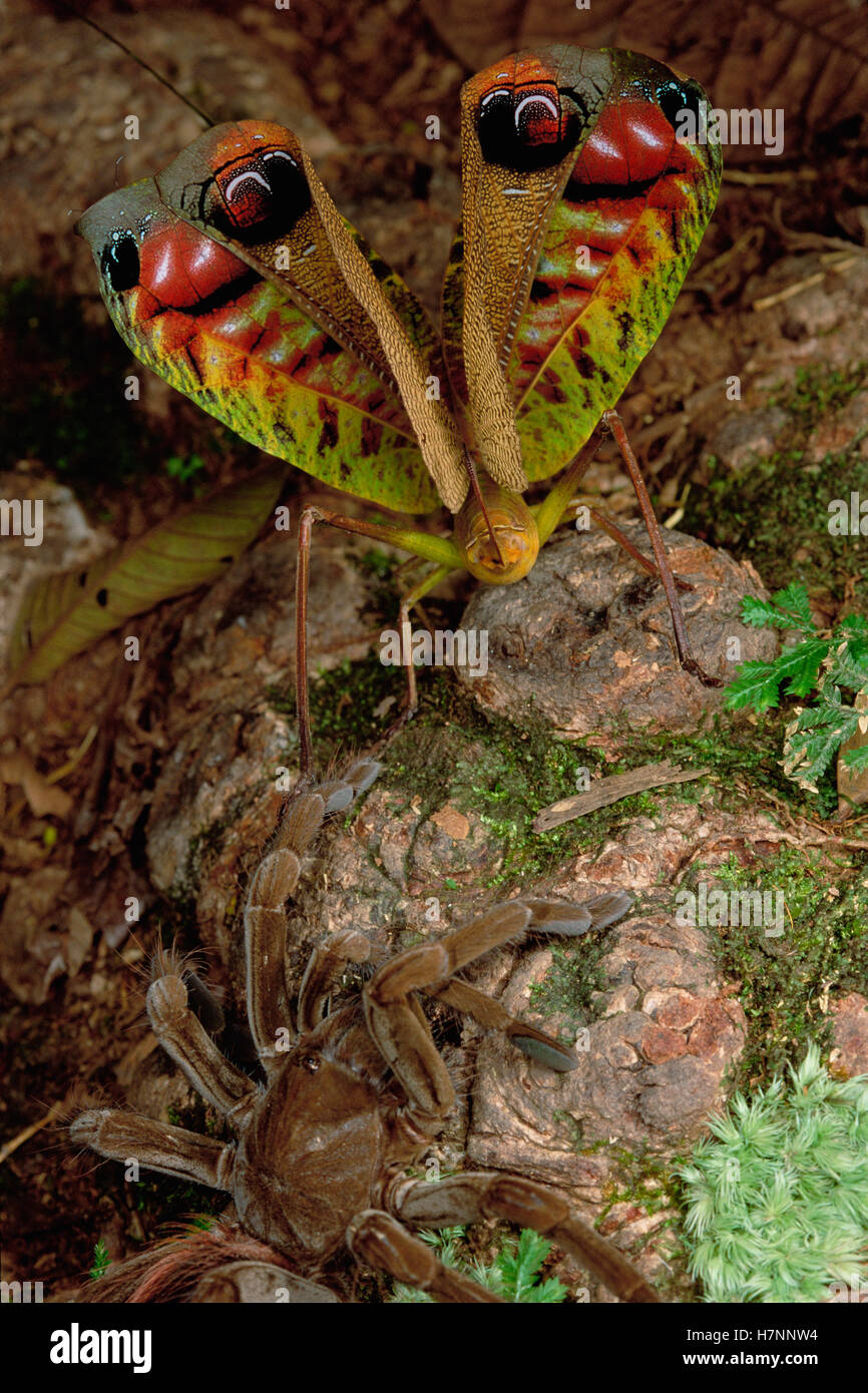 Tarantula (Megaphobema sp) touching a Giant Katydid which draws back as ...
