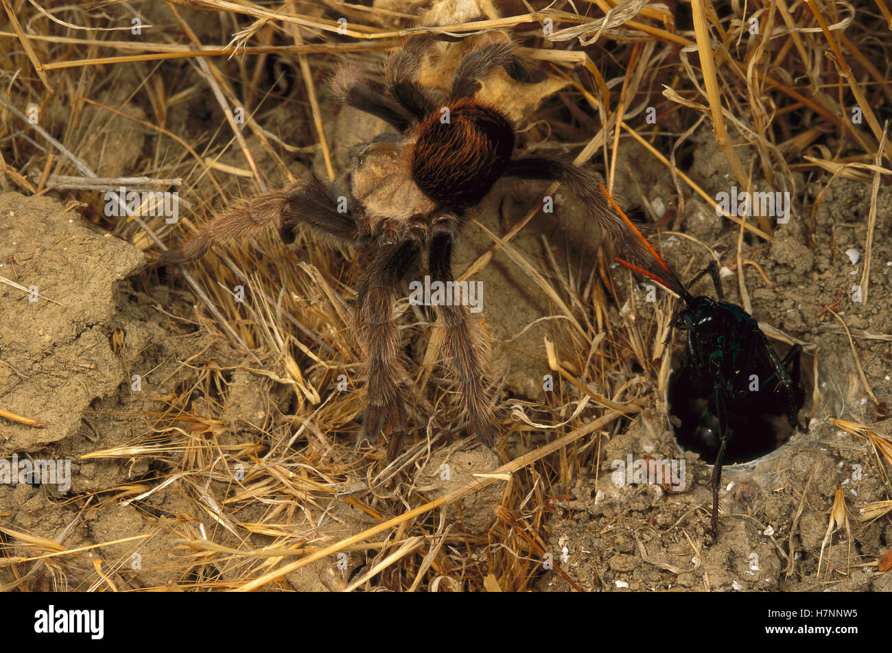 Tarantula (Theraphosidae) is driven from it's burrow by a Tarantula ...