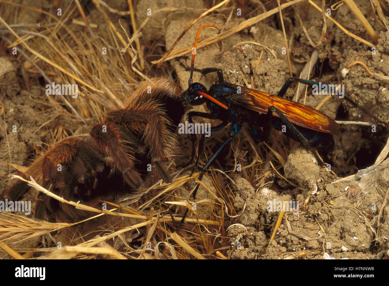 Tarantula (Theraphosidae) is stunned and taken to it's own burrow by a ...