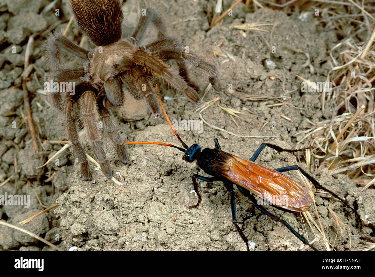 Tarantula Hawk (Pepsis sp) a giant wasp, confronts Tarantula in a ...