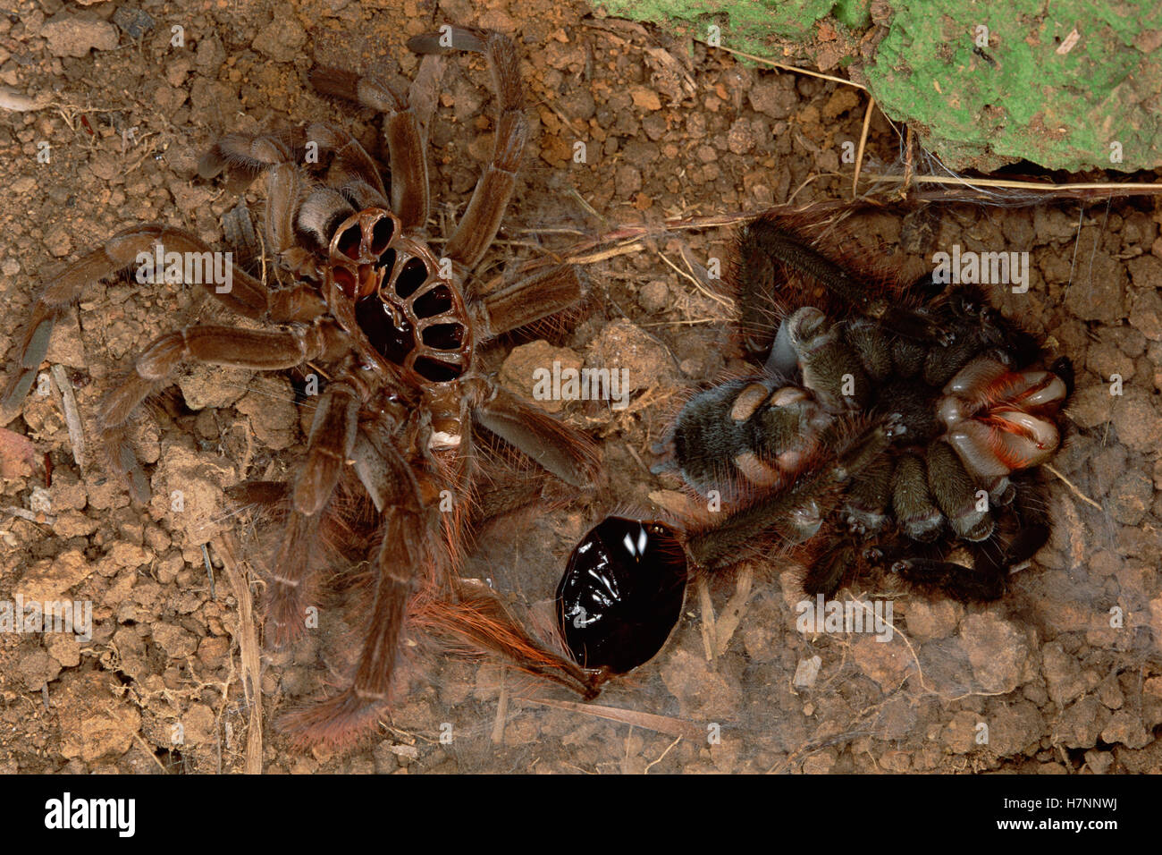 Ecuadorian Brown Velvet Tarantula (Megaphobema velvetosoma) shedding ...