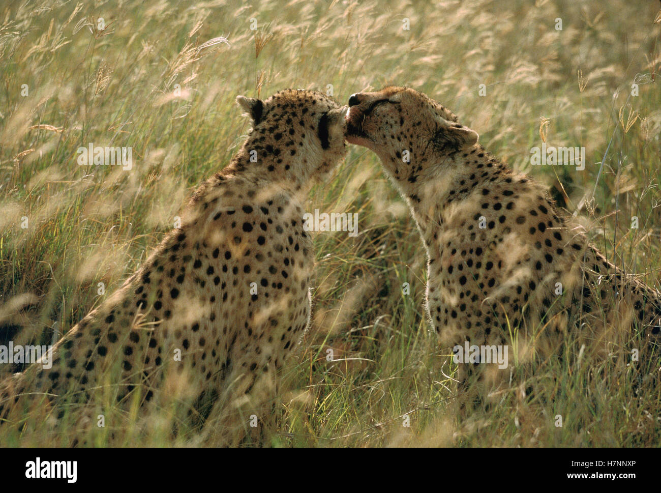 Cheetah (Acinonyx jubatus) pair grooming each other in tall grass ...