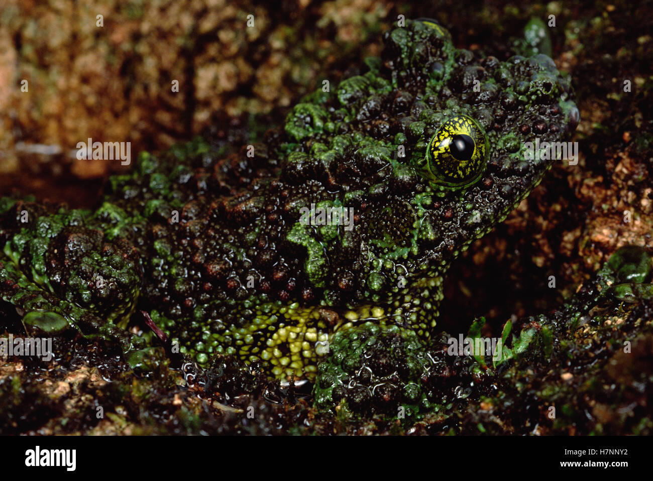 Moss Frog (Theloderma corticale) showing texture and coloration used as ...