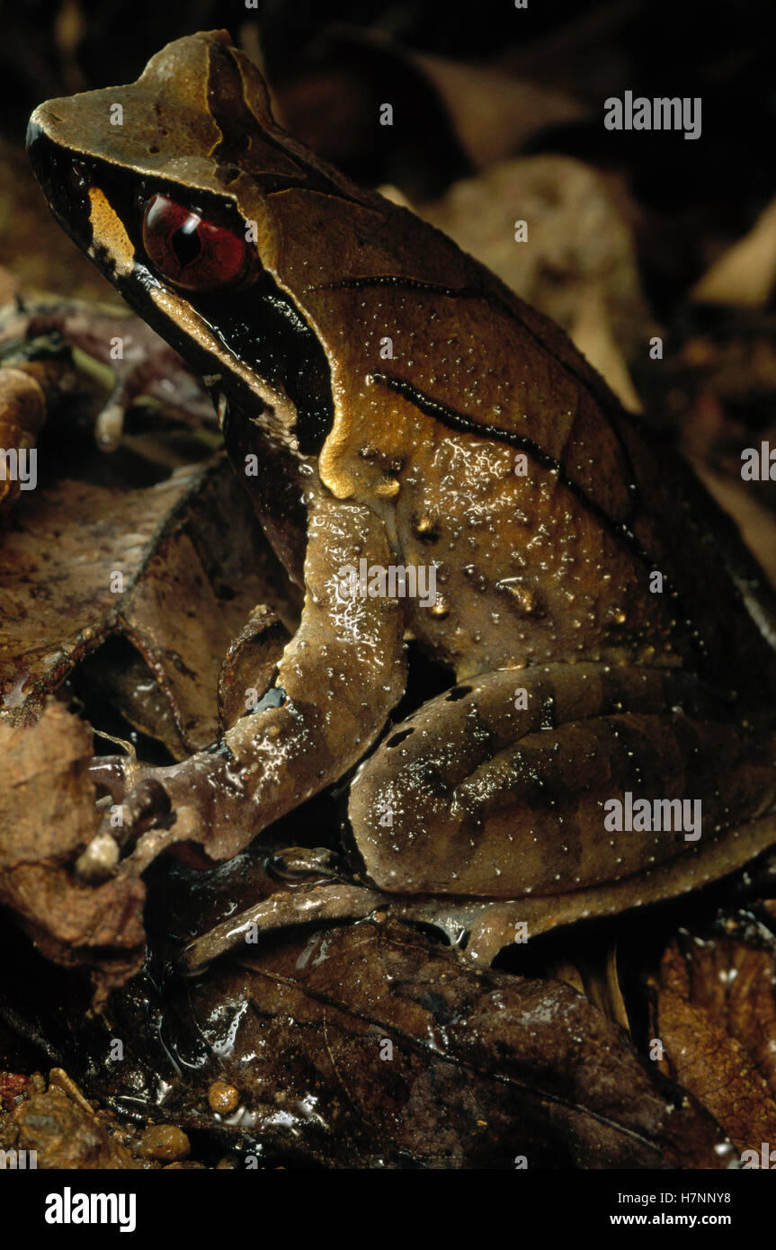 Southeast Asian Horned Frog (Megophrys lateralis) mimics dead leaf ...