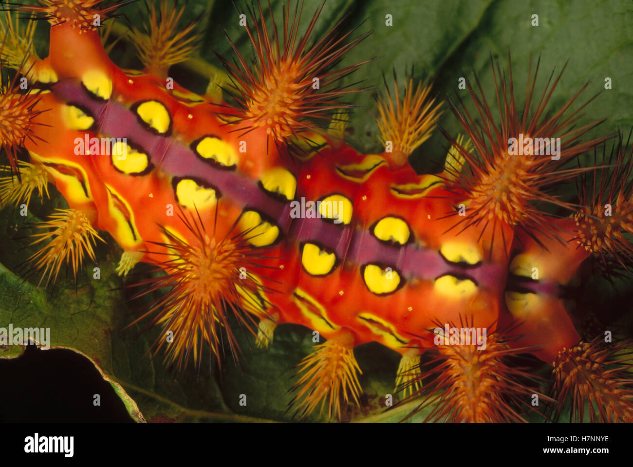 Slug Caterpillar (Setora fletcheri) shows warning coloration and spines ...