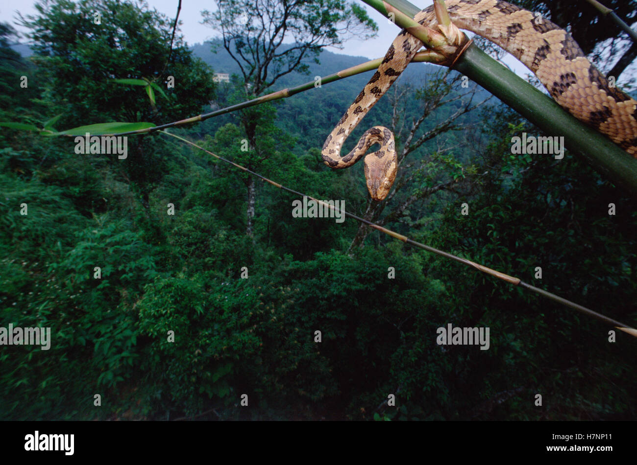 Colubrid Snake (Boiga sp) newly discovered species climbing from branch ...