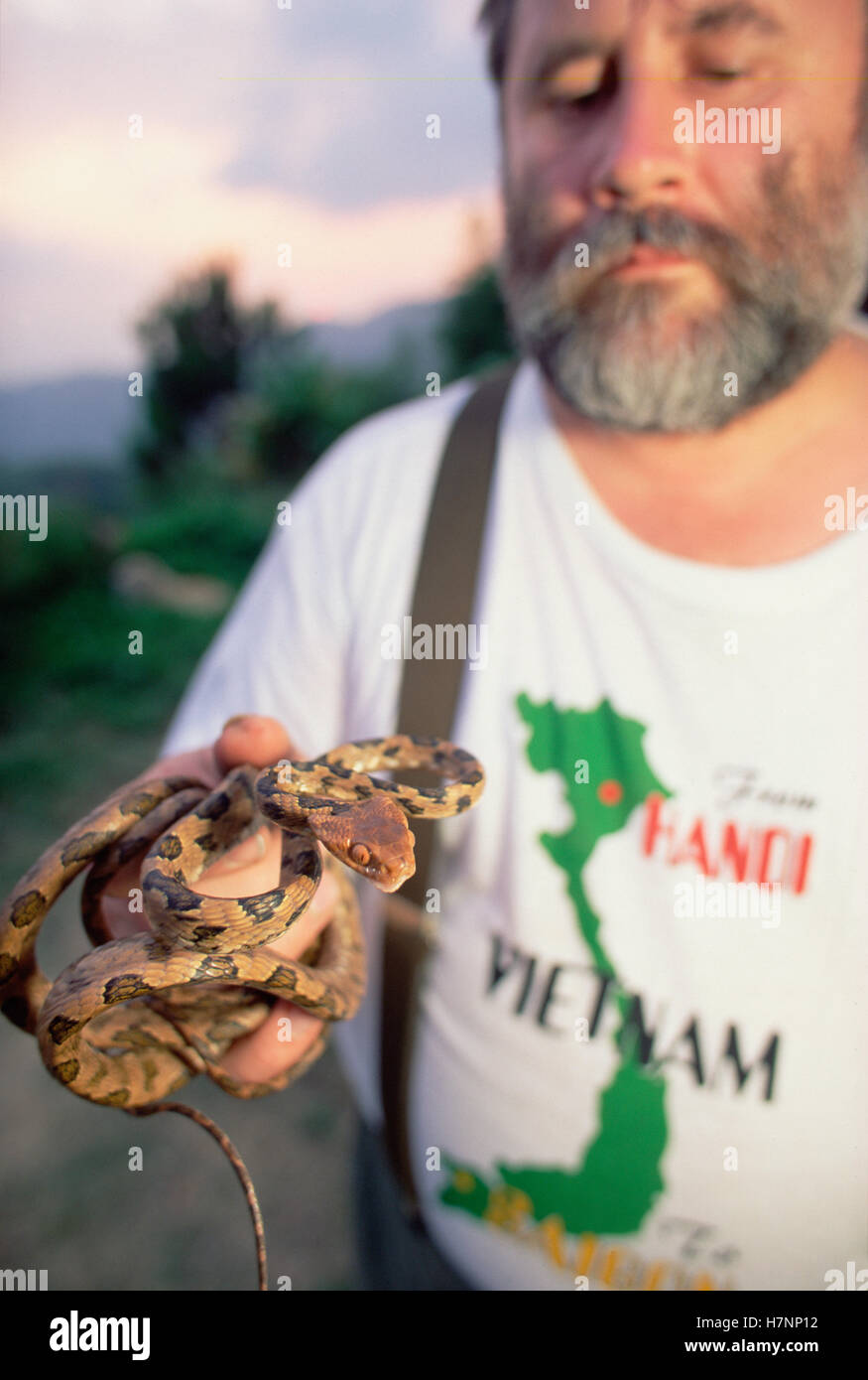 Colubrid Snake (Boiga sp), a newly described species held by Russian ...