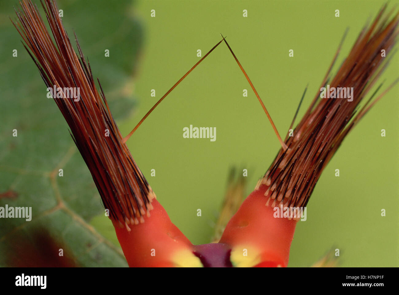 Slug Caterpillar (Setora fletcheri) spines loaded with toxins are ...