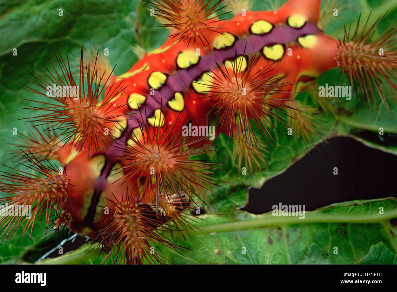 Slug Caterpillar (Setora fletcheri) shows warning coloration and spines ...
