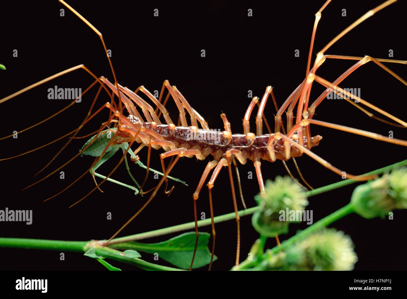 Centipede (Scutigera sp) eating a Katydid, Tam Dao National Park ...