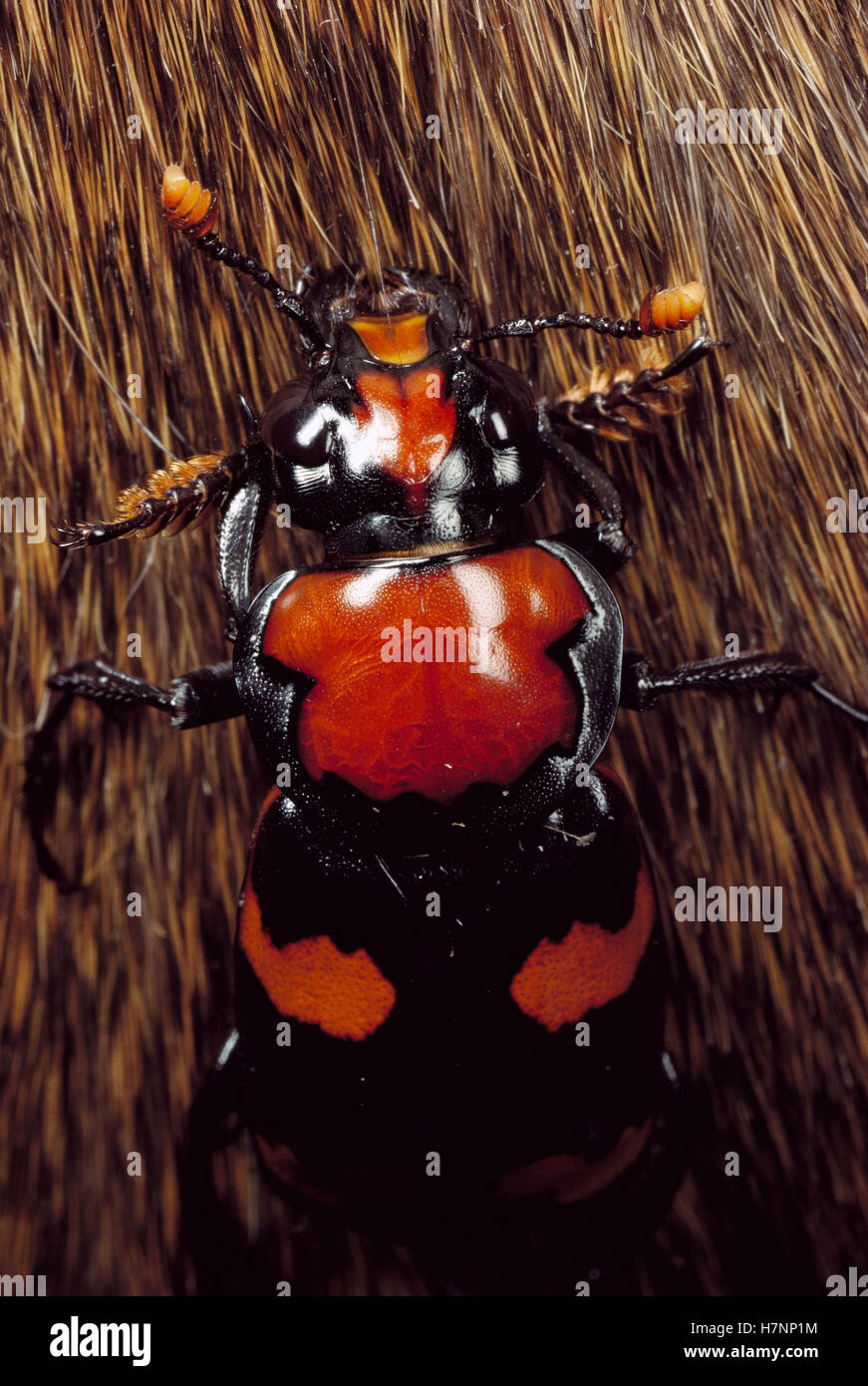 American Burying Beetle (Nicrophorus americanus) female on fur, North ...