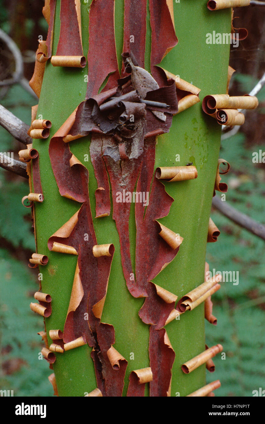 Madrone (Arbutus menziesii) exfoliating bark, California Stock Photo ...