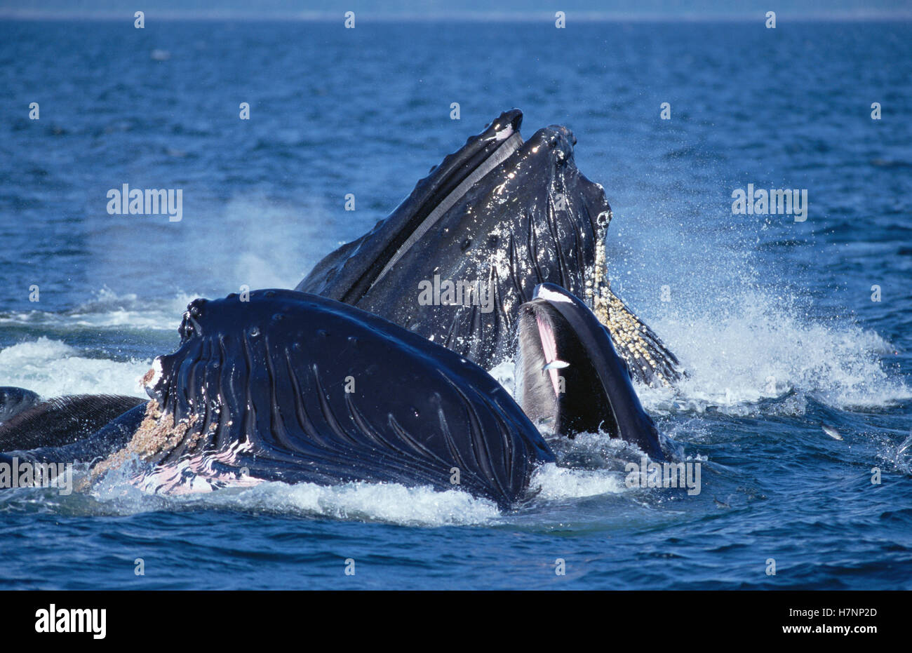 Humpback Whale (Megaptera novaeangliae) cooperative gulp feeding on ...