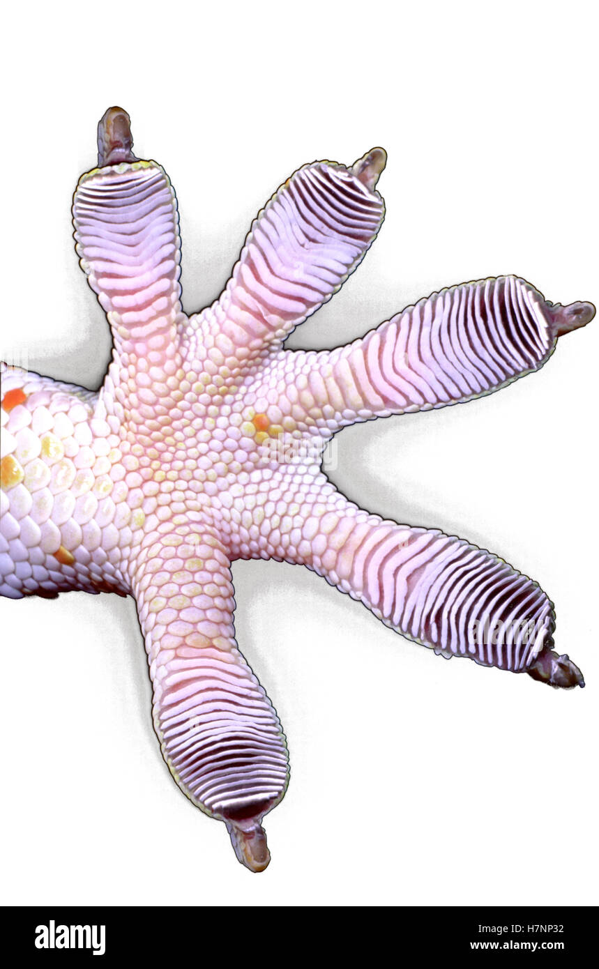 Tokay Gecko (Gecko gecko) foot pads showing scales which enable it to ...
