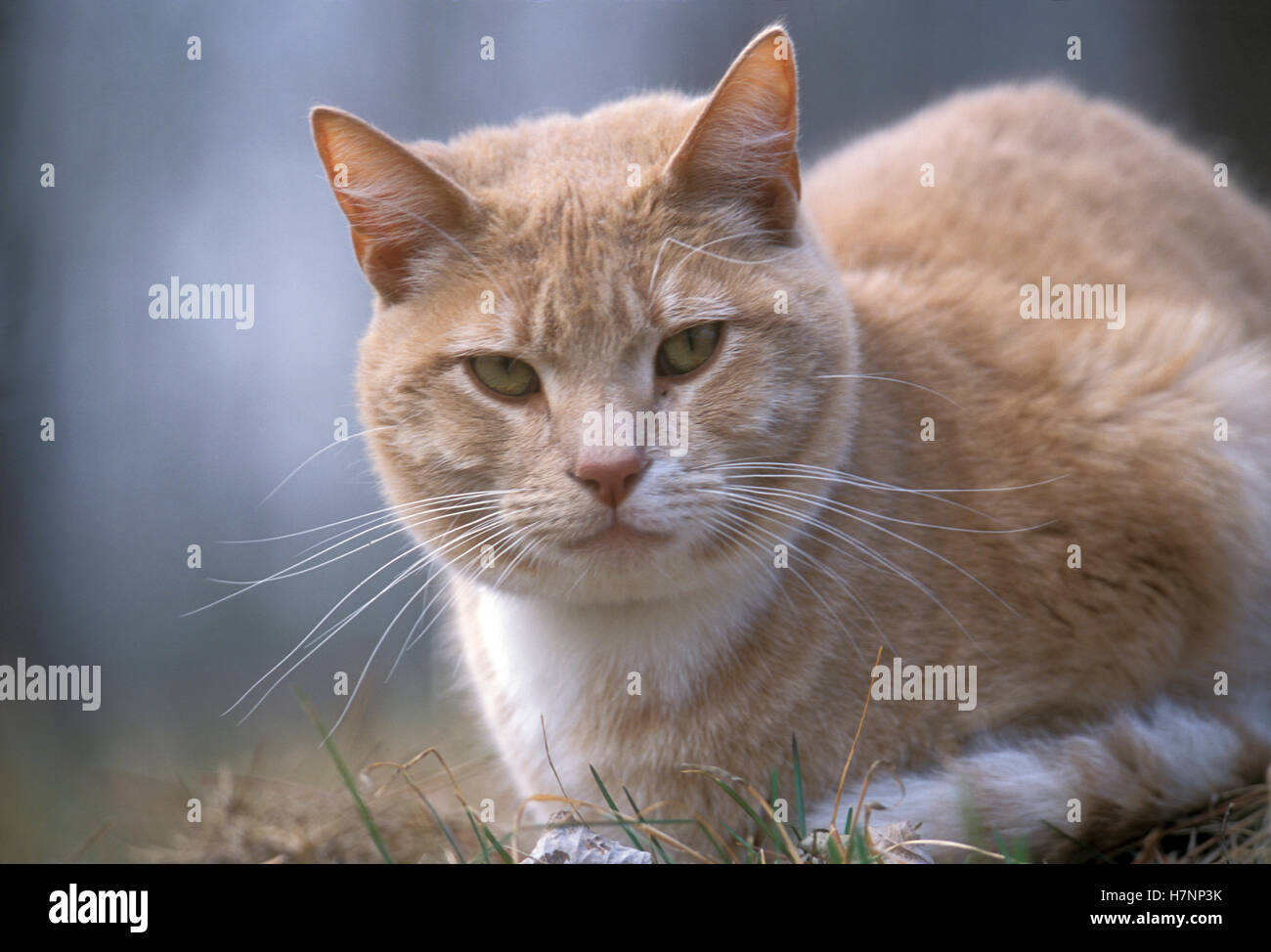 Orange Tabby cat named Skittles, traveled 350 miles cross-country to ...