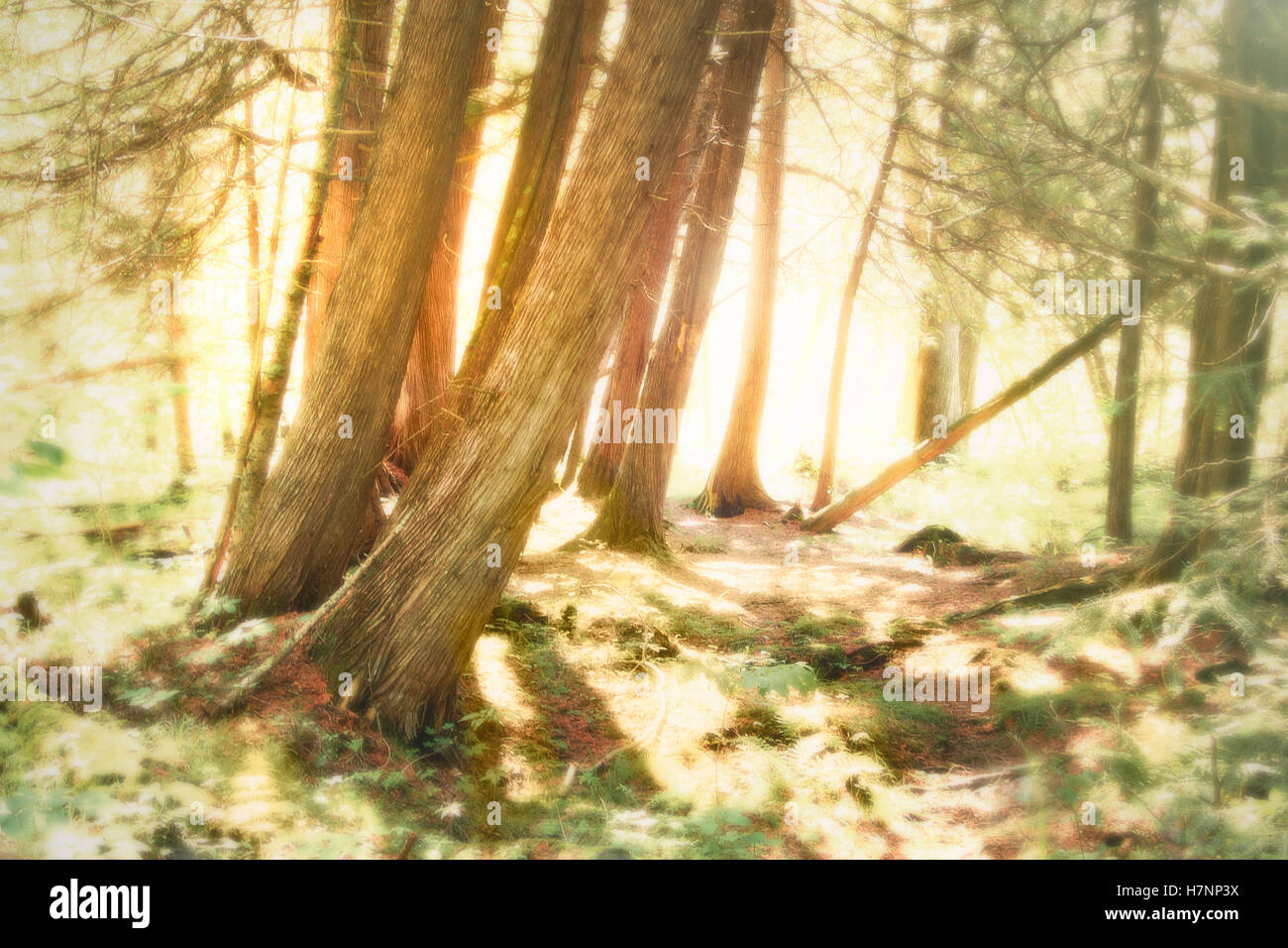 Sunlight through fog and cedar trees, Superior National Forest ...