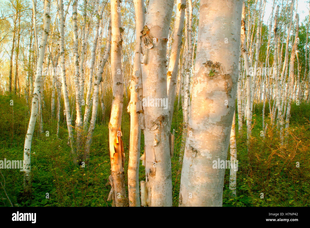 Birch (Betula sp) sunlit grove, Superior National Forest, Minnesota ...