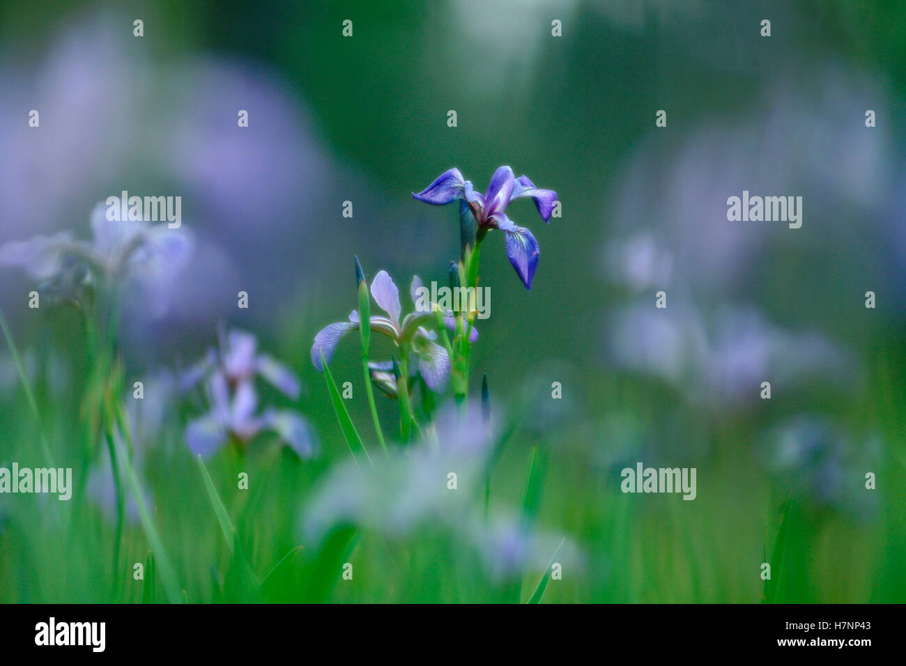 Western Blue Flag Iris (Iris missouriensis) flowers, Superior National ...
