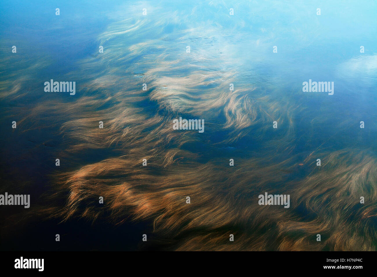 Grass in Burntside River, Superior National Forest, Minnesota Stock ...