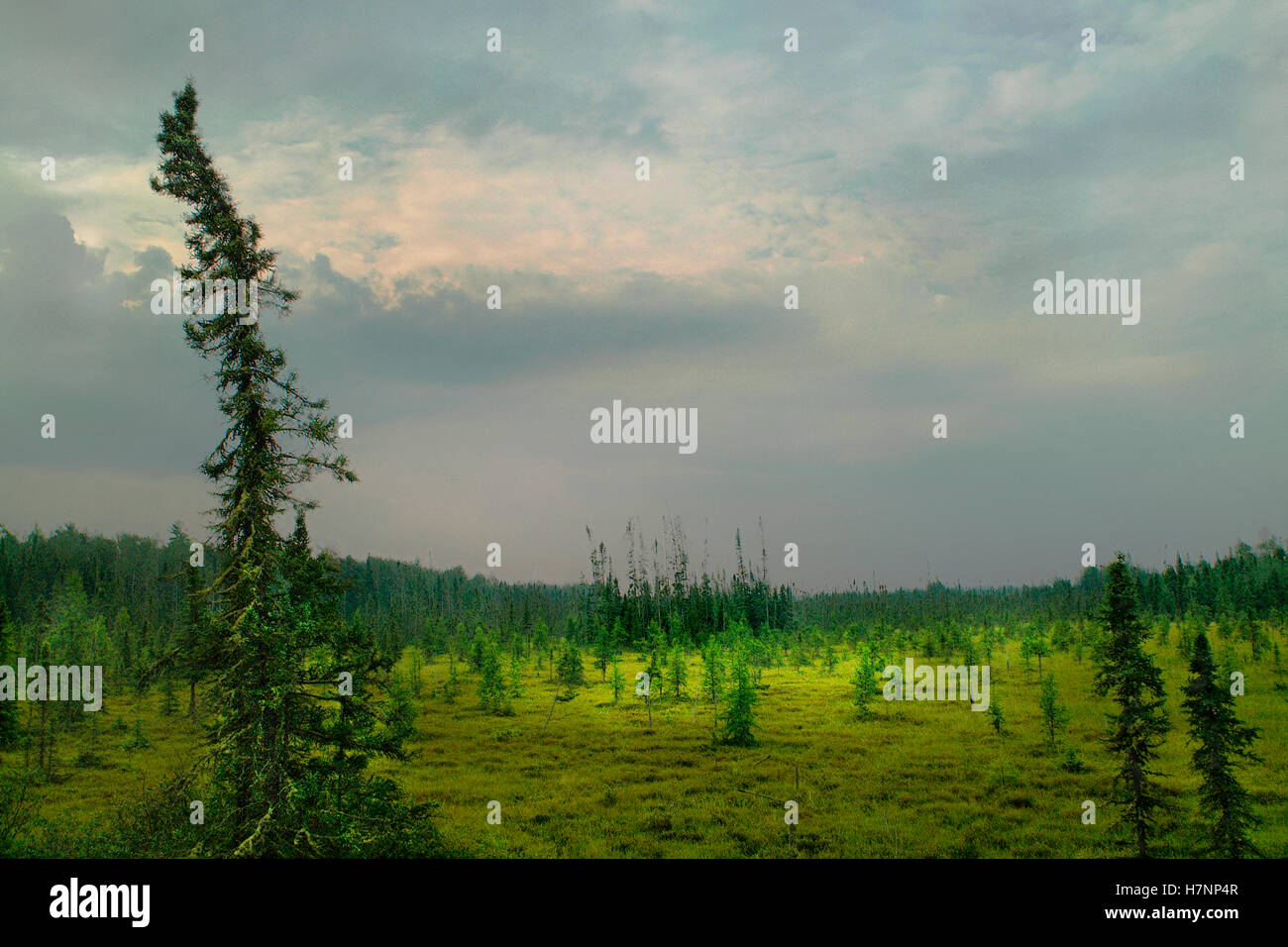 Boreal forest and meadow in taiga, Northwoods, Minnesota Stock Photo ...