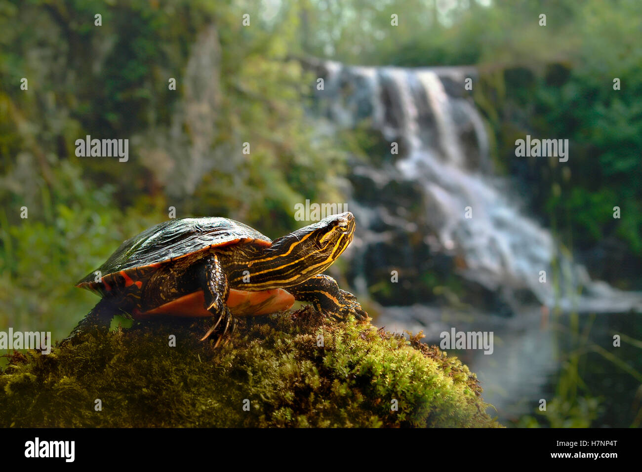 Painted Turtle (Chrysemys picta) near waterfall, Superior National ...
